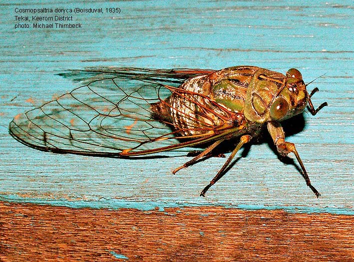 Papua Insects Foundation (Hemiptera/Cicadidae & Tibicinidae)